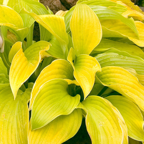Shop Hosta 'Lakeside Cha Cha' Potted | J. Parker's