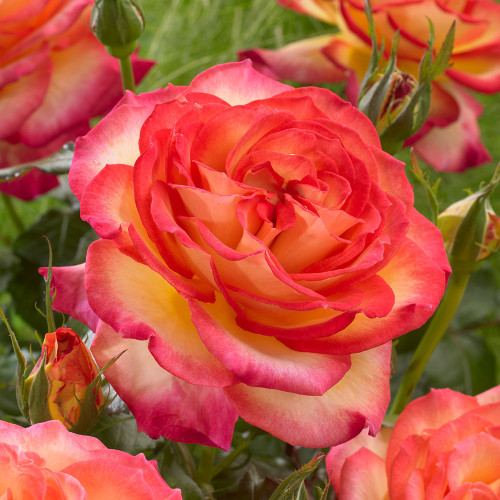 Buy HT Rose Collection at jparkers.co.uk