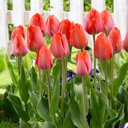 Buy Tulip Orange Van Eijk at jparkers.co.uk