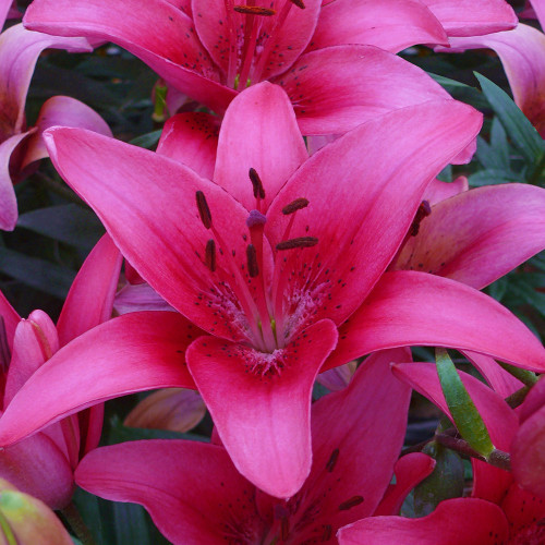 Buy Lilium Pink County at jparkers.co.uk