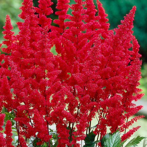 Buy Astilbe 'Fanal' at jparkers.co.uk