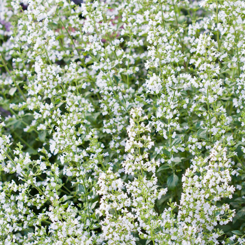 Buy Calamintha nepeta Marvelette White at jparkers.co.uk
