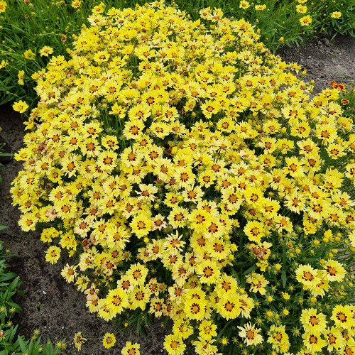 Buy Coreopsis Solar Moon at jparkers.co.uk