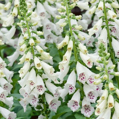 Buy Digitalis purpurea White at jparkers.co.uk