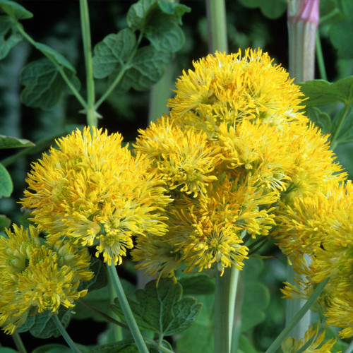 Buy Thalictrum Flavum Glaucum (Yellow) at jparkers.co.uk
