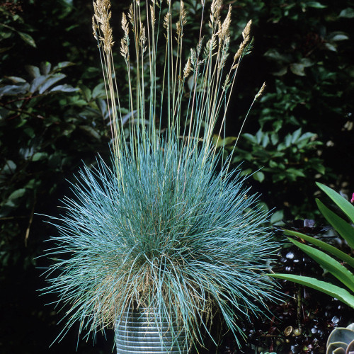 Buy Ornamental Grass Collection x 5 at jparkers.co.uk
