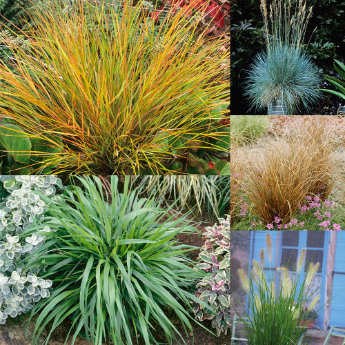 Buy Ornamental Grass Collection X 5 At Uk
