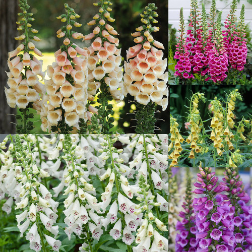 Buy Digitalis Collection at jparkers.co.uk