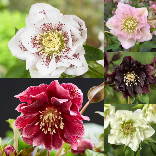 Buy Helleborus Double Ellen Collection at jparkers.co.uk