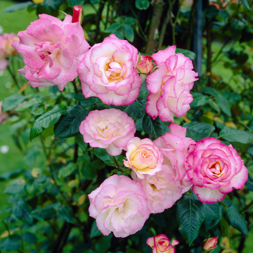 Buy Rose 'Handel' at jparkers.co.uk