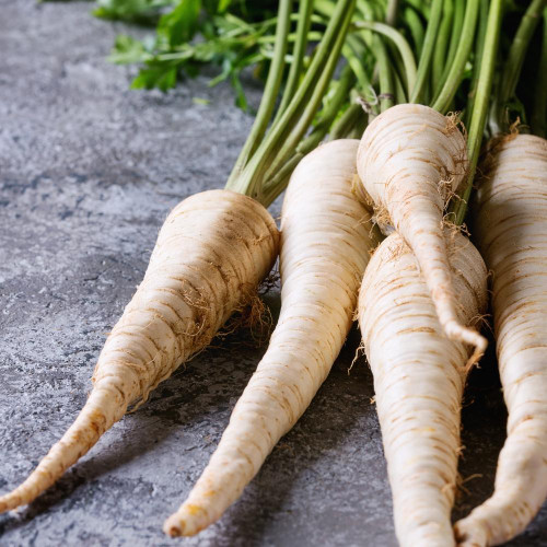 Buy Parsnip Gladiator F1 seeds at jparkers.co.uk