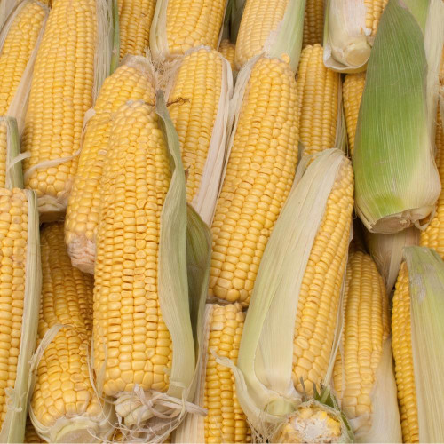 Buy Sweet Corn Sweetcorn F1 Rising Sun seeds at jparkers.co.uk