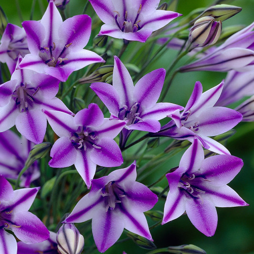 Buy Triteleia 'Rudy' for less with J. Parker's