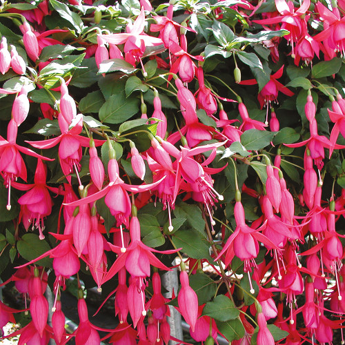 Buy Fuchsias Jack Shahan for less with J. Parker's