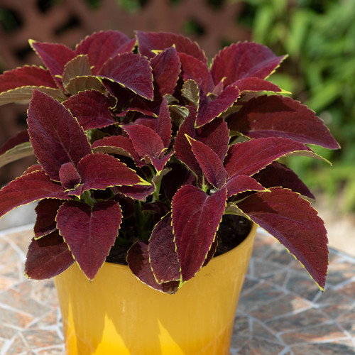 Buy Coleus Ruby Heart for less with J. Parker's