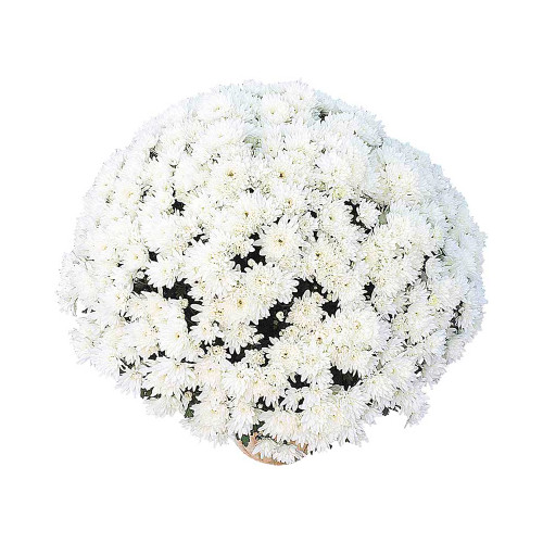 Buy Chrysanthemum Hardy Mum Collection for less with J. Parker's