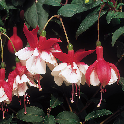Buy Unusual Award Winning Trailing Fuchsia Collection for less with J ...