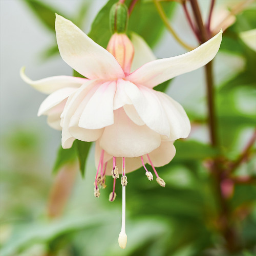Buy Unusual Award Winning Trailing Fuchsia Collection for less with J ...