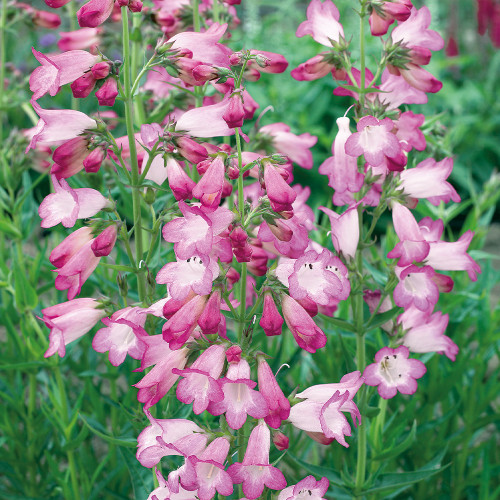 Buy Penstemon Collection for less with J. Parker's