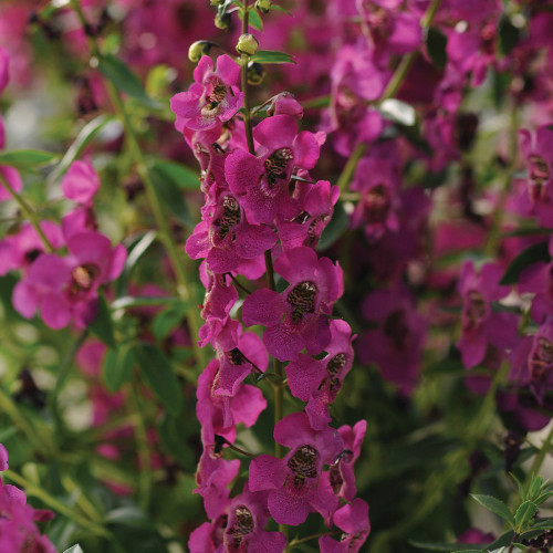 Buy Angelonia Archangel Deep Rose for less with J. Parker's