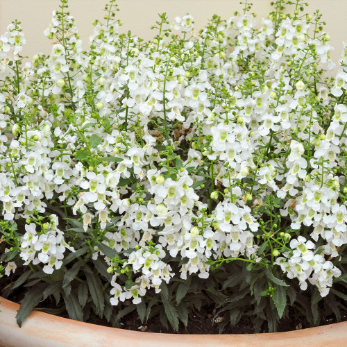 Buy Angelonia Archangel White for less with J. Parker's