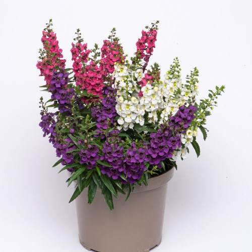 Buy Angelonia Archangel Mixed for less with J. Parker's