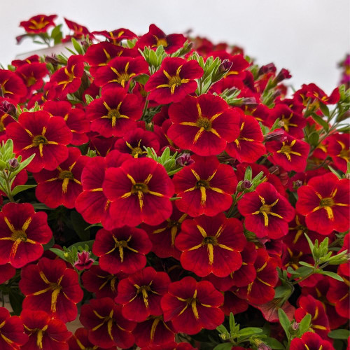 Buy Calibrachoa Red Kiss for less with J. Parker's