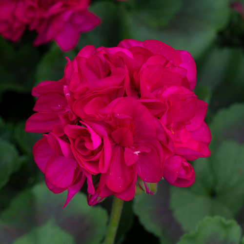 Buy Geranium Giant Galaxy Violet for less with J. Parker's