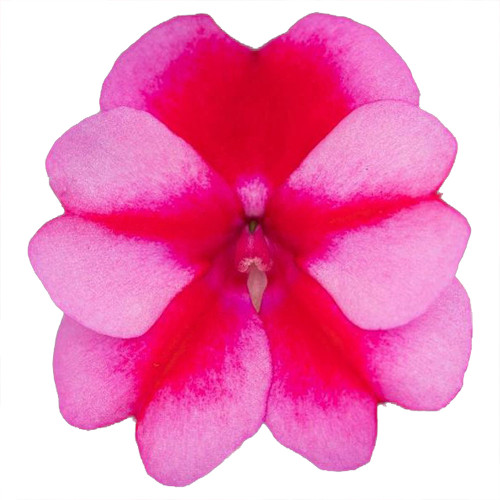 Buy Impatiens Sunpatiens compact Red Candy for less with J. Parker's