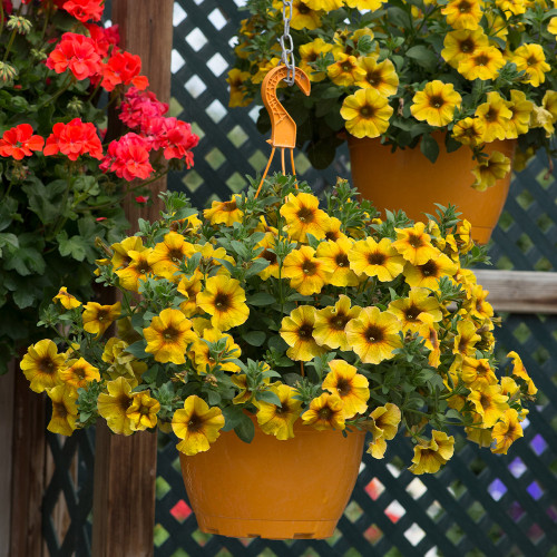 Buy Petchoa Beautical Caramel Yellow for less with J. Parker's