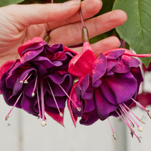 Buy Fuchsia Giant Marbeller Collection (inc Orange King) at jparkers.co.uk