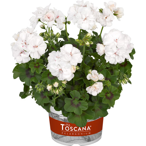 Buy Geranium Sunflair Collection at jparkers.co.uk