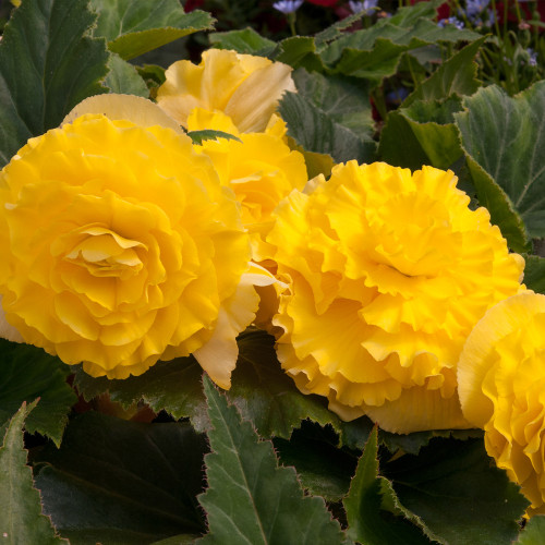 Buy Begonia Majestic Yellow at jparkers.co.uk
