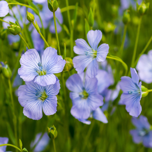 Buy Linum Perenne Blue Flax seeds from jparkers.co.uk