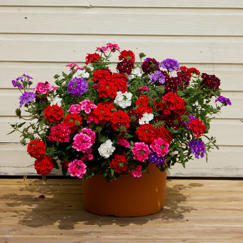 Buy Verbena Hybrida Ideal Florist Mix seeds from jparkers.co.uk