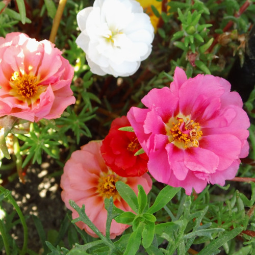 Buy Portulaca – Grandiflora Double Mix seeds from jparkers.co.uk