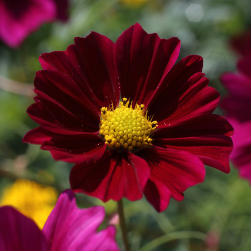 Buy Cosmos Gazebo Red at jparkers.co.uk