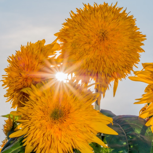 Buy Sunflower Orange Sun Double seeds from jparkers.co.uk