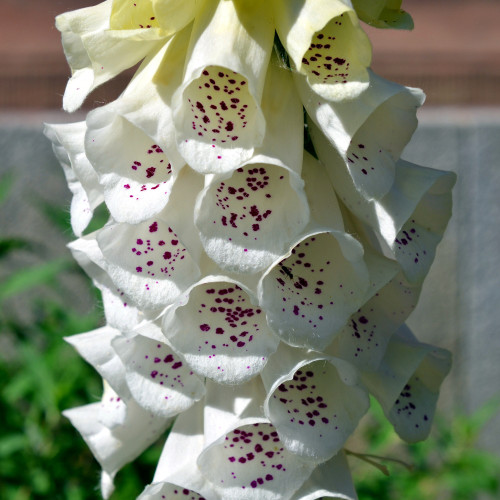 Buy Digitalis Foxglove Alba White seeds from jparkers.co.uk