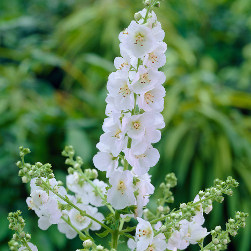 Buy RHS Pollinators Collection (A) at jparkers.co.uk