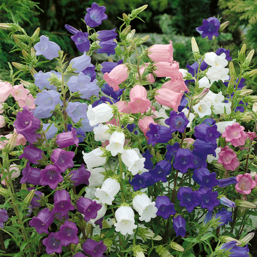 Buy RHS Pollinators Collection (A) at jparkers.co.uk