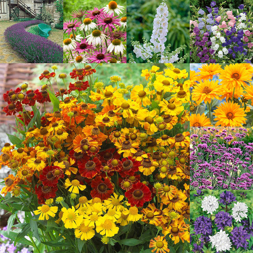 Buy RHS Pollinator Complete Collection at jparkers.co.uk
