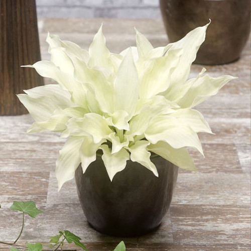 Buy FREE GIFT - 3 Hosta White Feather | J Parker Dutch Bulbs