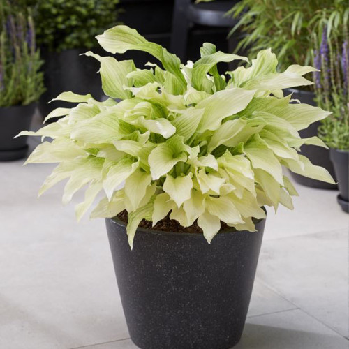 Buy FREE GIFT - 3 Hosta White Feather | J Parker Dutch Bulbs