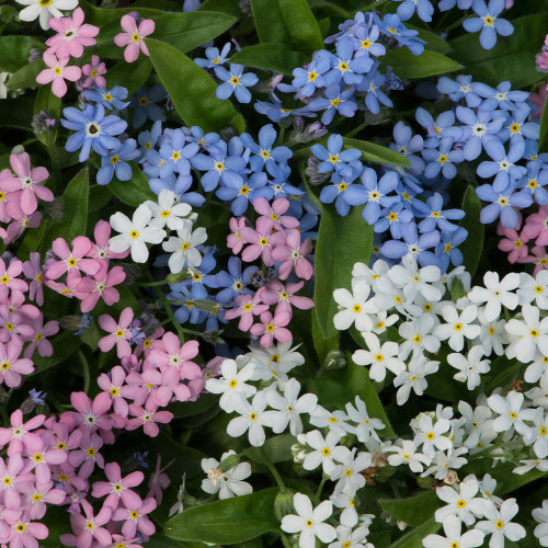 Buy Spring Flowering seed collection at jparkers.co.uk