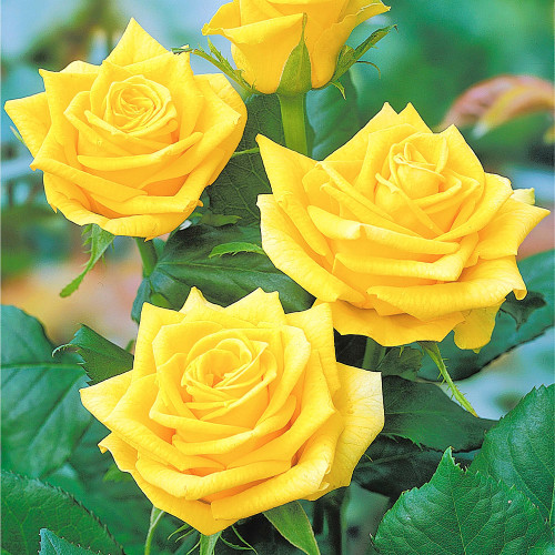 Buy HT Rose Collection (Pack of 6) at jparkers.co.uk