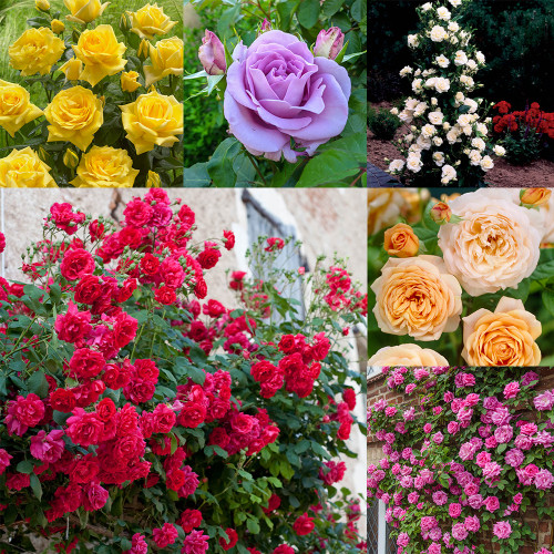 Buy Climbing Rose Collection x6 at jparkers.co.uk