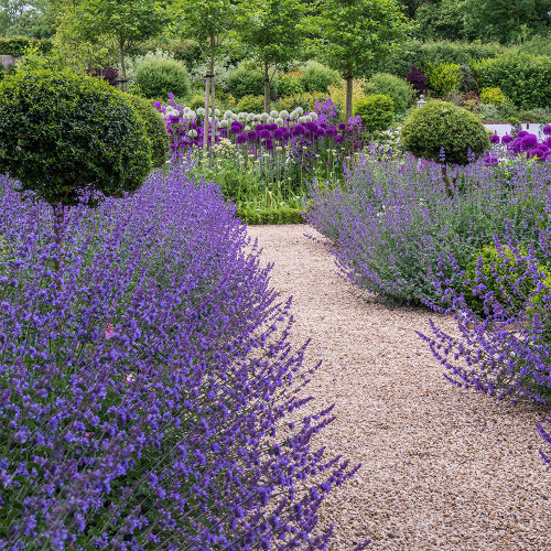 Buy RHS Pollinators Collection (A) at jparkers.co.uk