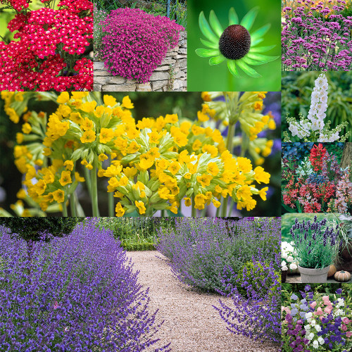 Buy RHS Pollinators Collection (A) at jparkers.co.uk