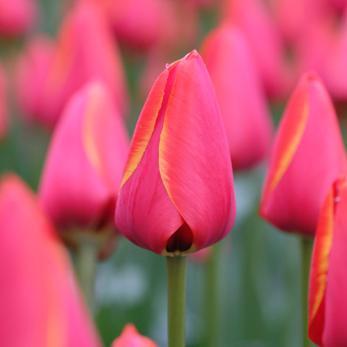 Buy Award Winning Darwin Tulip Collection at jparkers.co.uk